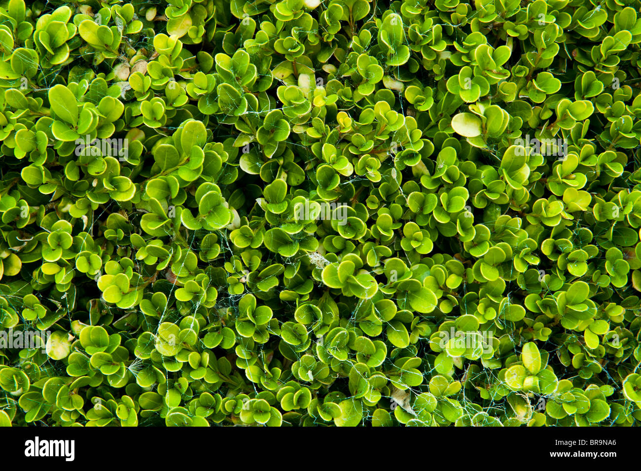 Plants, Decorative bush Stock Photo - Alamy