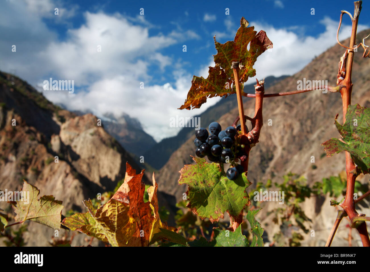 Chinese grapes hi-res stock photography and images - Alamy