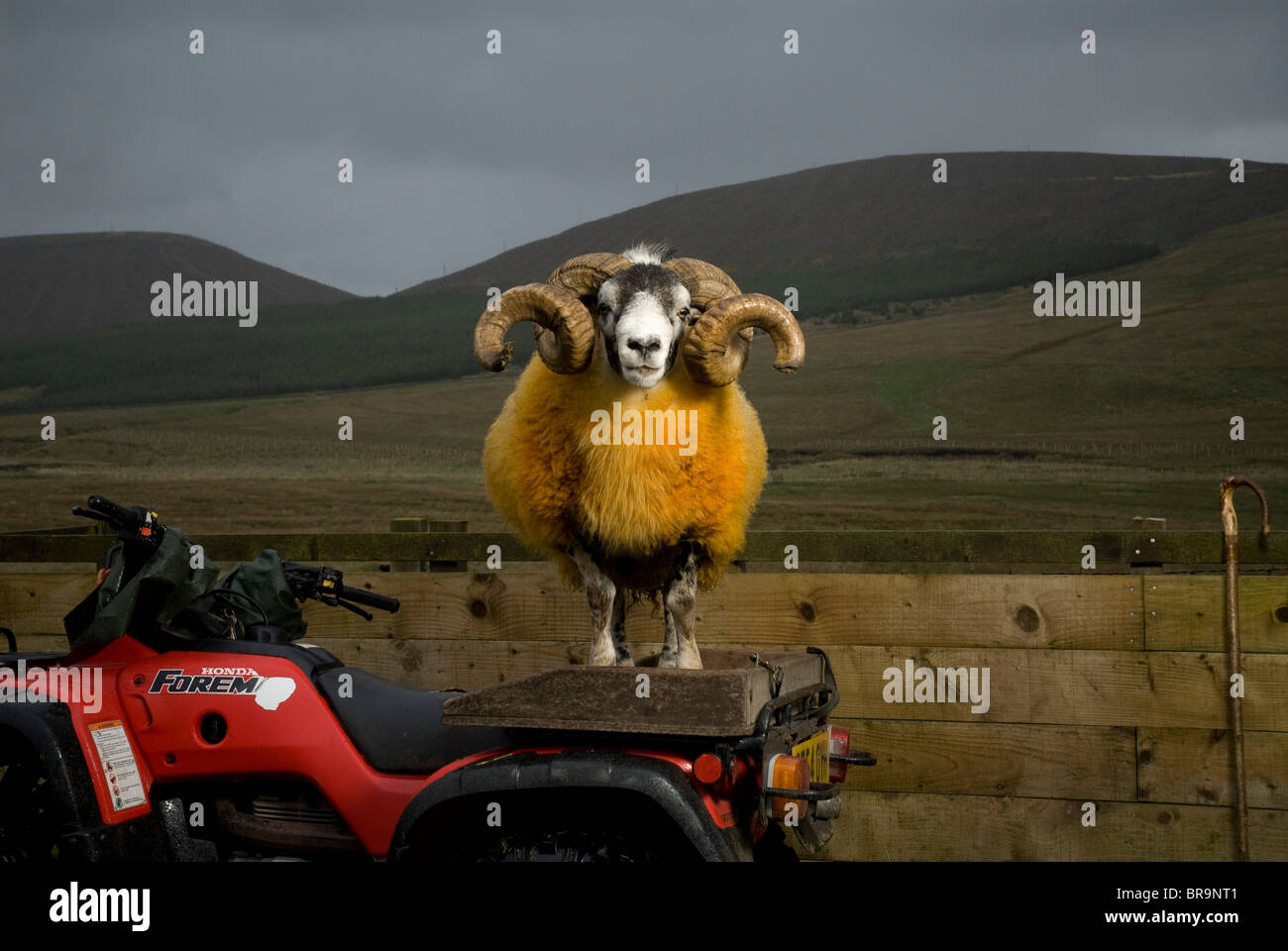 Sheep on quad bike Stock Photo - Alamy