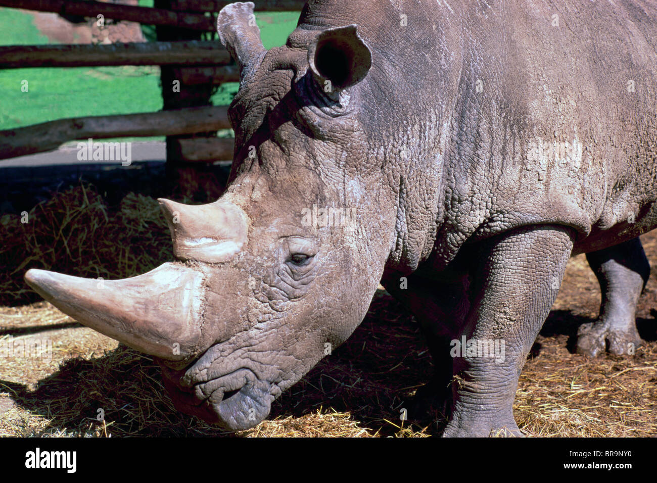 White Rhino aka Square-Lipped Rhinoceros (Ceratotherium simum Stock ...