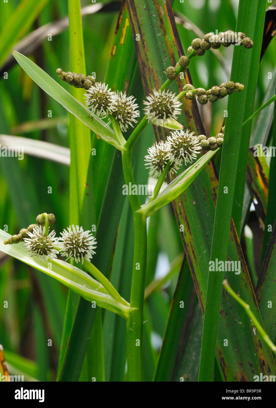 Branched Bur-reed - Sparganium erectum Stock Photo - Alamy