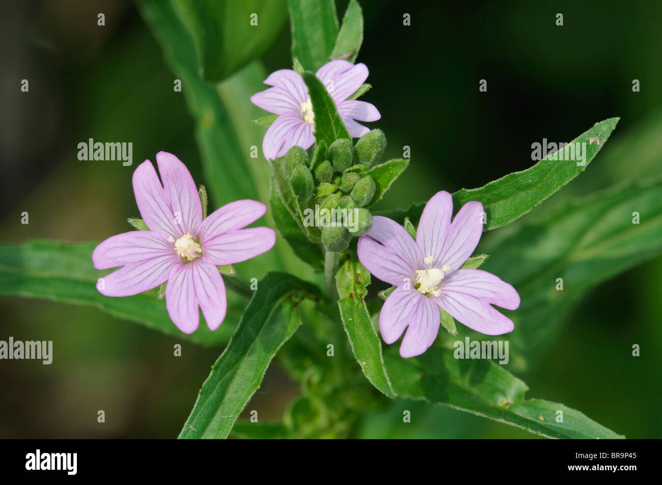 Marsh Willowherb - Epilobium palustre Stock Photo - Alamy
