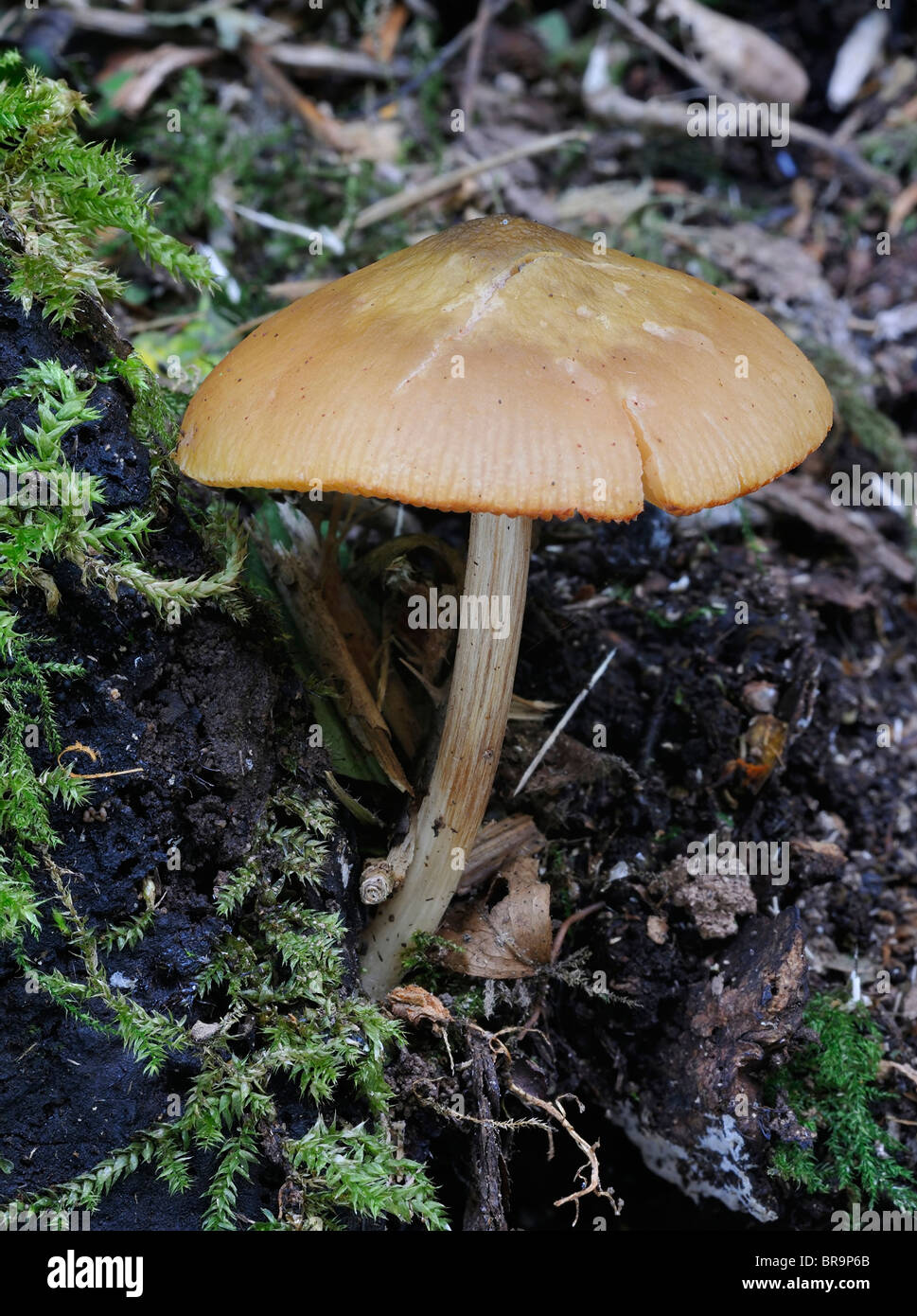 Deer Shield Fungus - Pluteus cervinus Stock Photo - Alamy