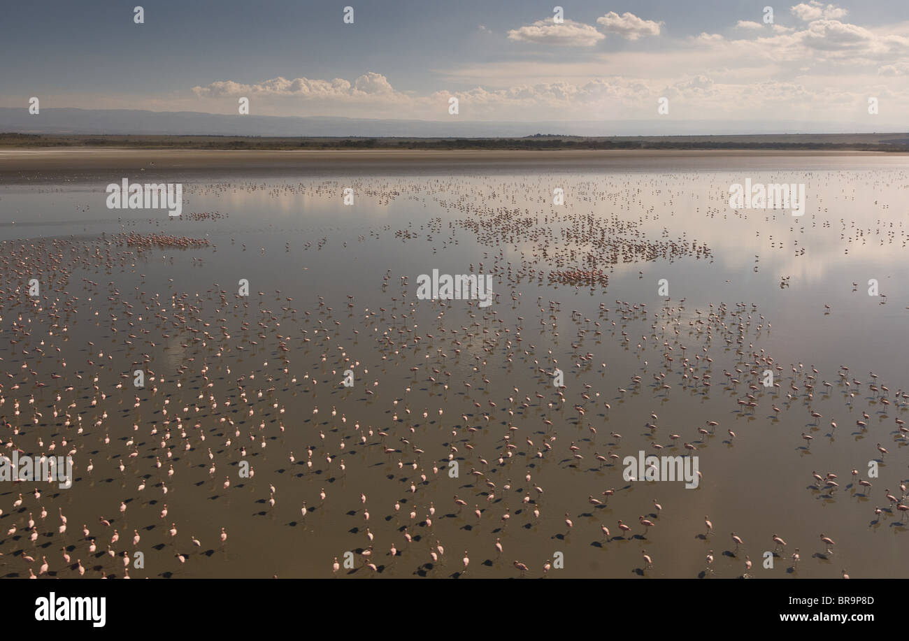 Nakuru lake aerial hi-res stock photography and images - Alamy