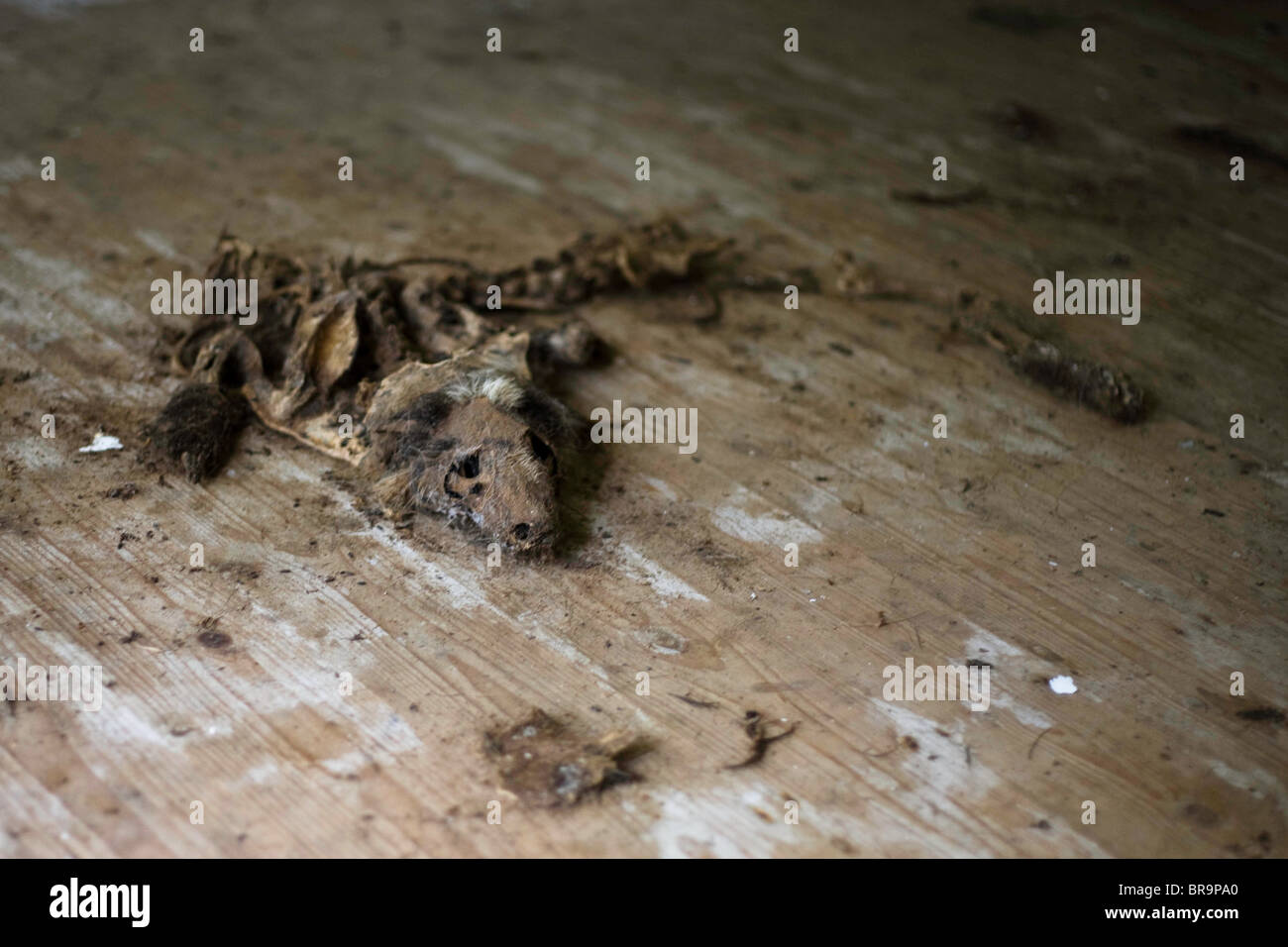 Dead dog hi-res stock photography and images - Alamy