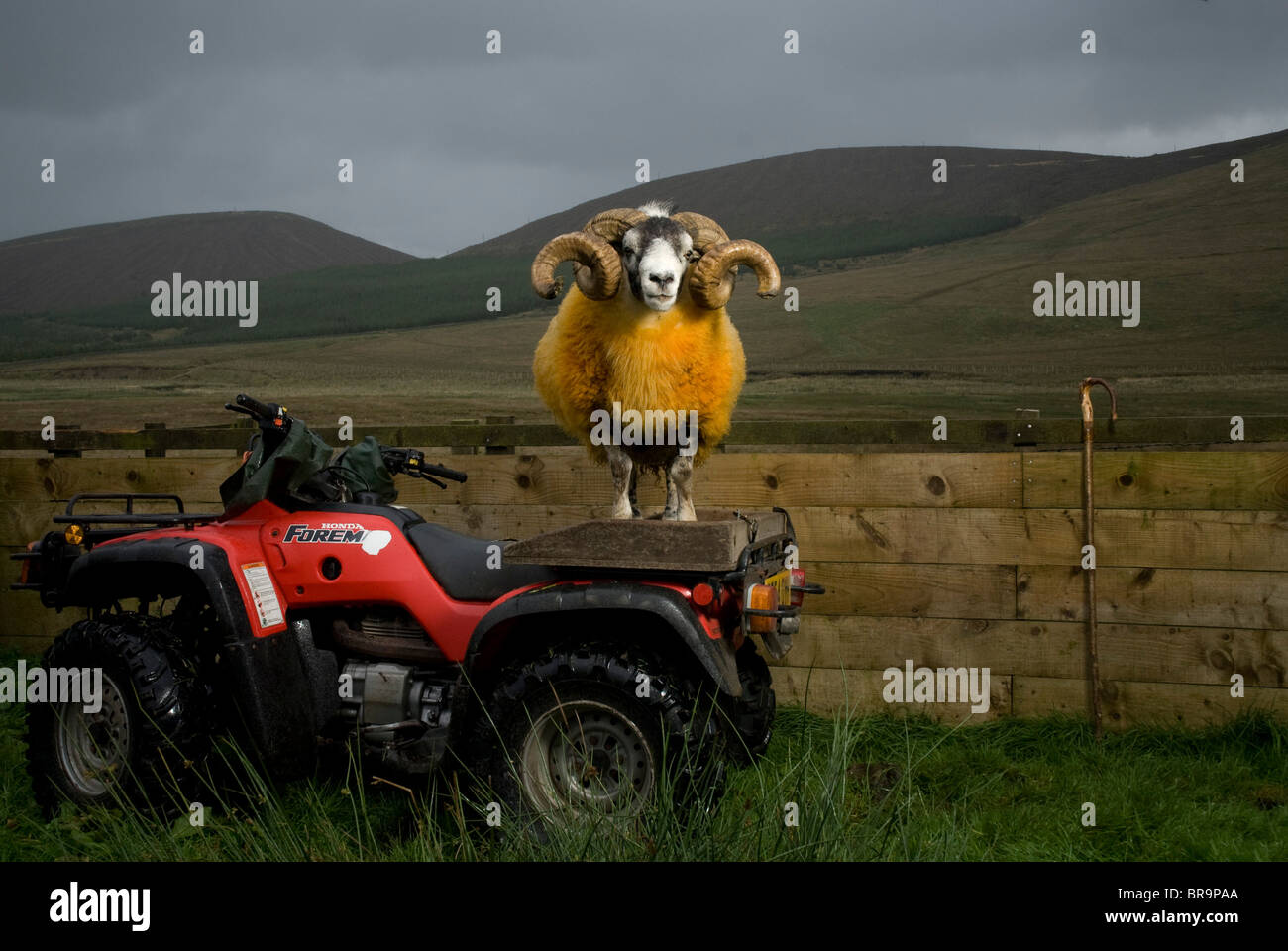 Sheep on quad bike Stock Photo - Alamy