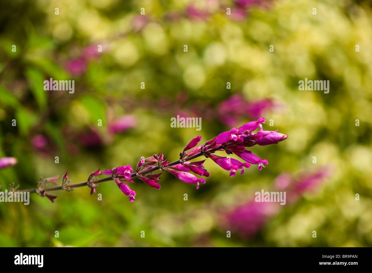 Salvia involucrata, Roseleaf sage, in flower Stock Photo - Alamy