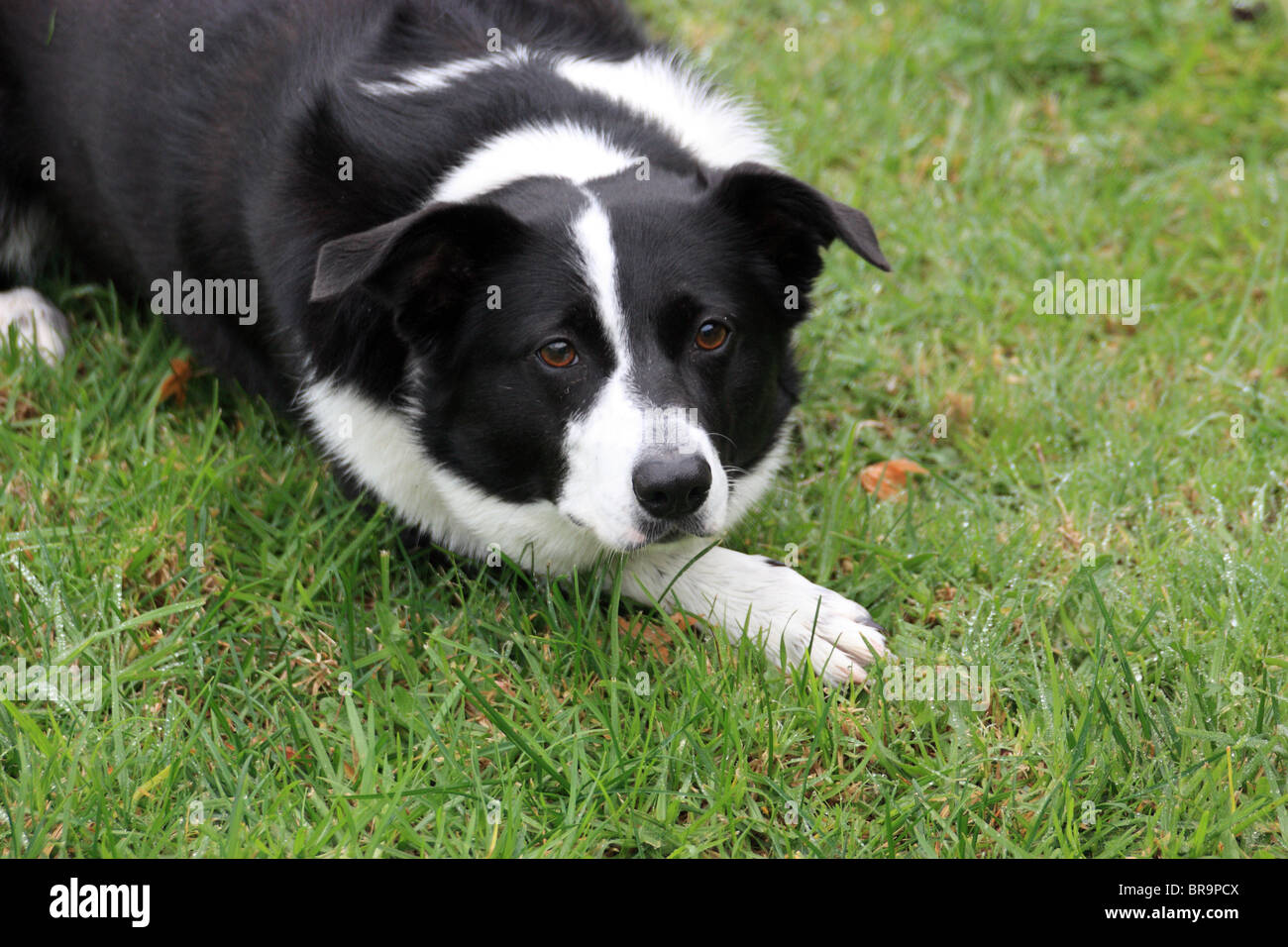 Bordie collie hi-res stock photography and images - Alamy