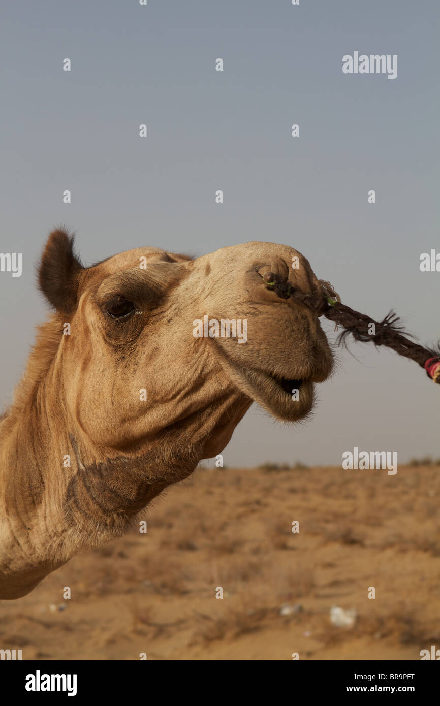 Camel with rope hi-res stock photography and images - Alamy