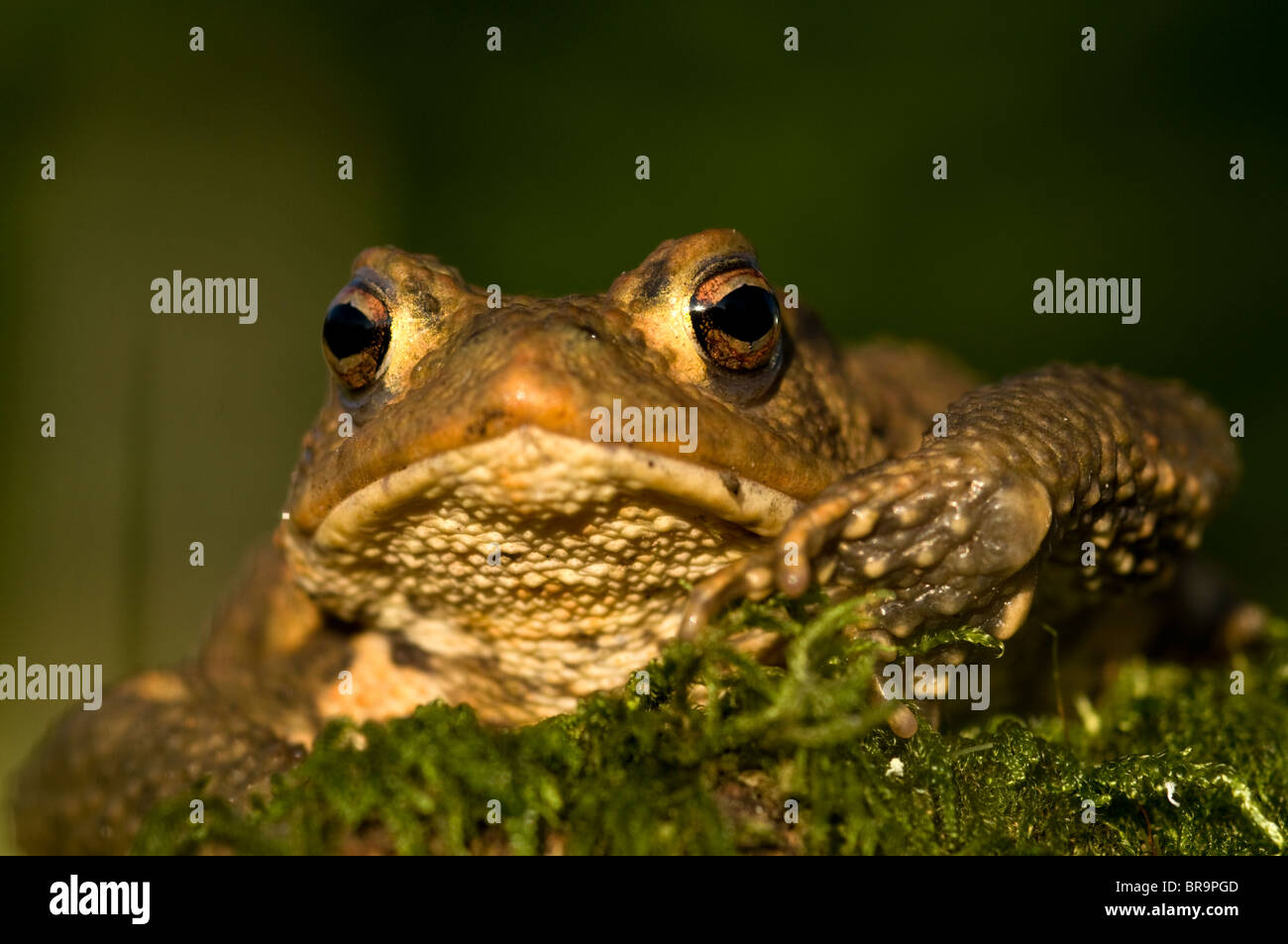Common toad hi-res stock photography and images - Alamy