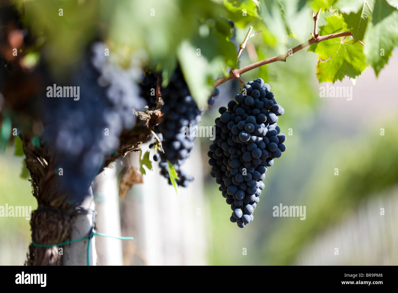 From a vine hi-res stock photography and images - Alamy