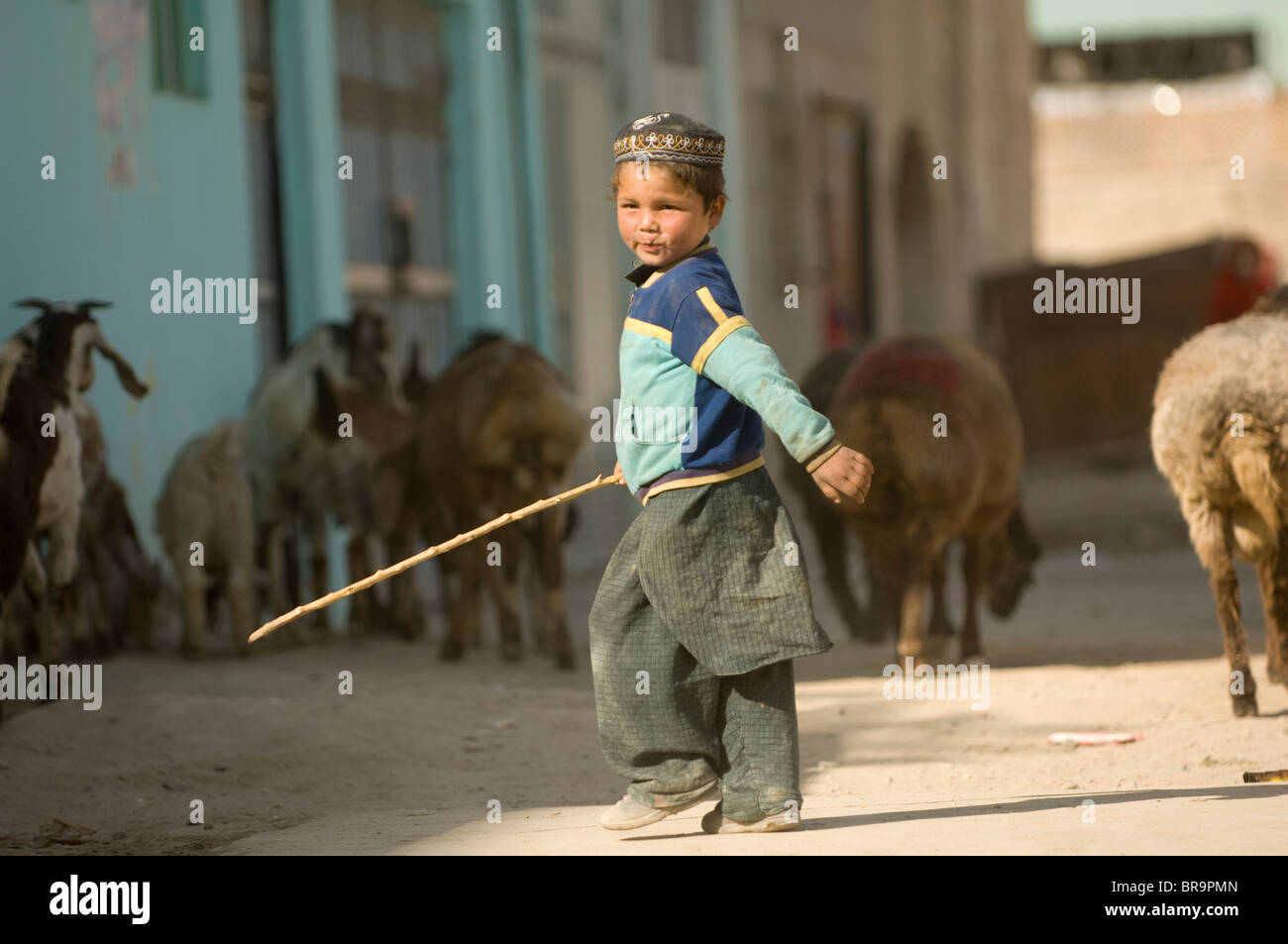 Boy herding goats in Kabul Afghanistan Stock Photo - Alamy