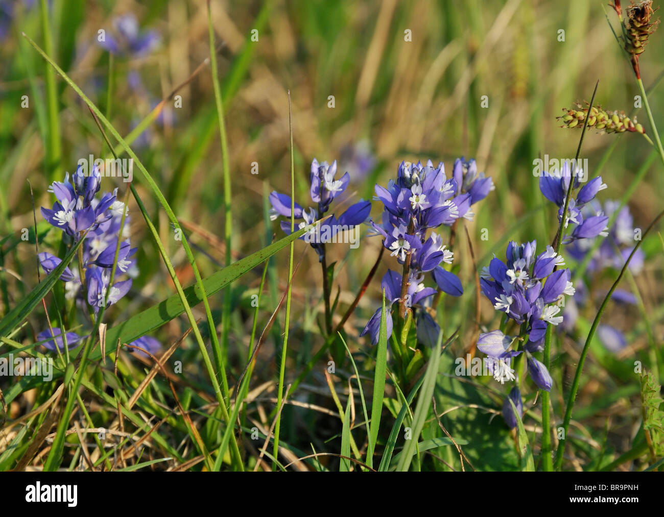 Common Milkwort - Polygala vulgaris Blue form Stock Photo - Alamy