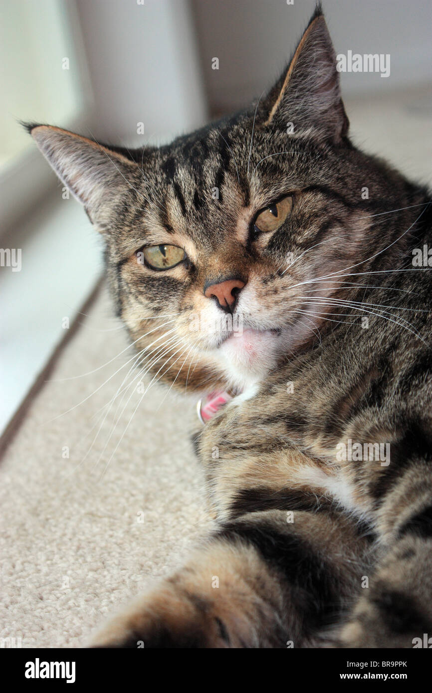 Portrait vertical kitten hi-res stock photography and images - Alamy