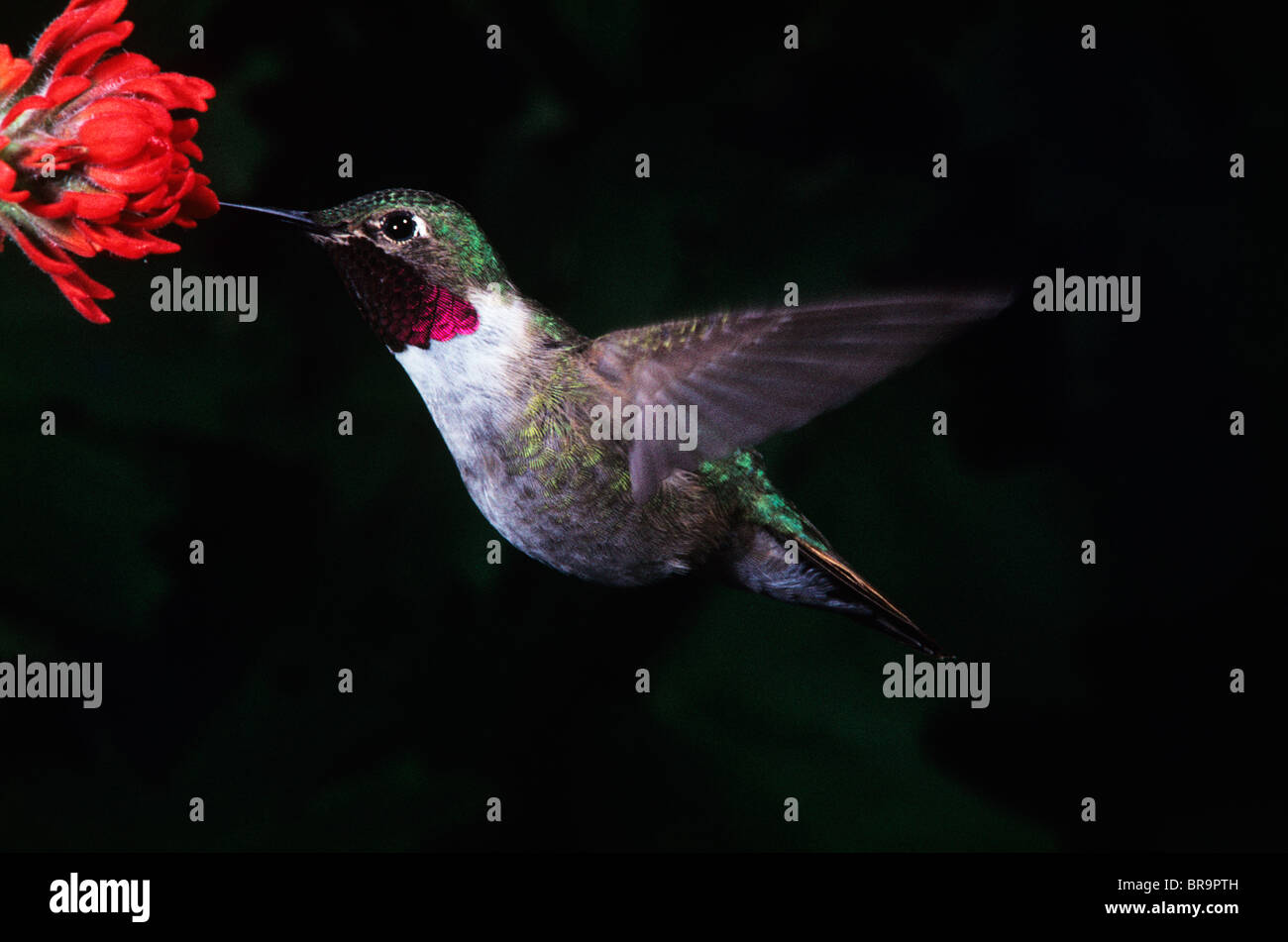 Broad tail hummingbird hover hi-res stock photography and images - Alamy