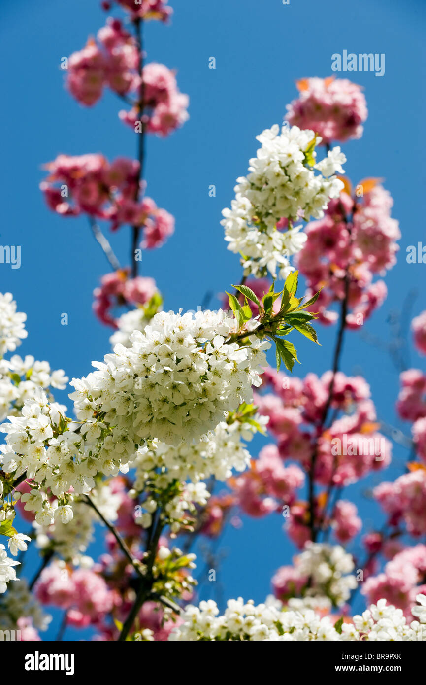Cherry blossom in spring Stock Photo - Alamy