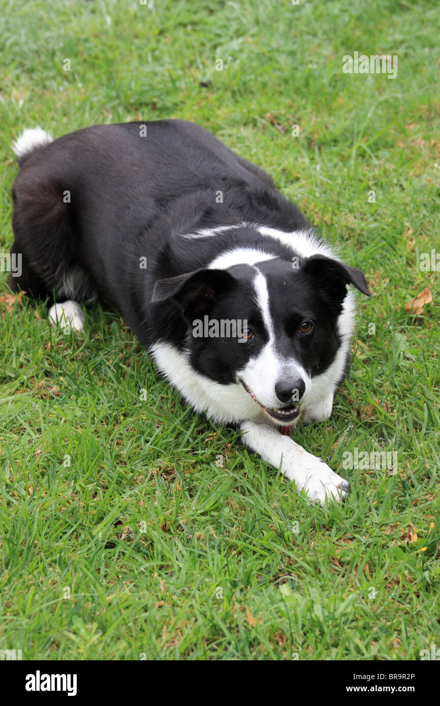 Bordie hi-res stock photography and images - Alamy