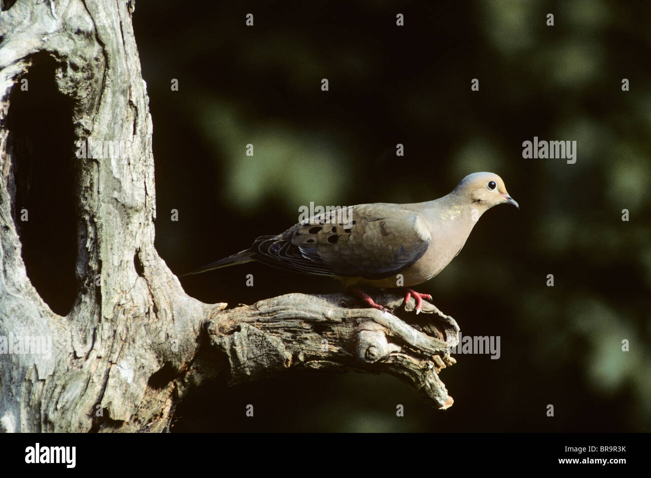 Mourning dove flying hi-res stock photography and images - Alamy