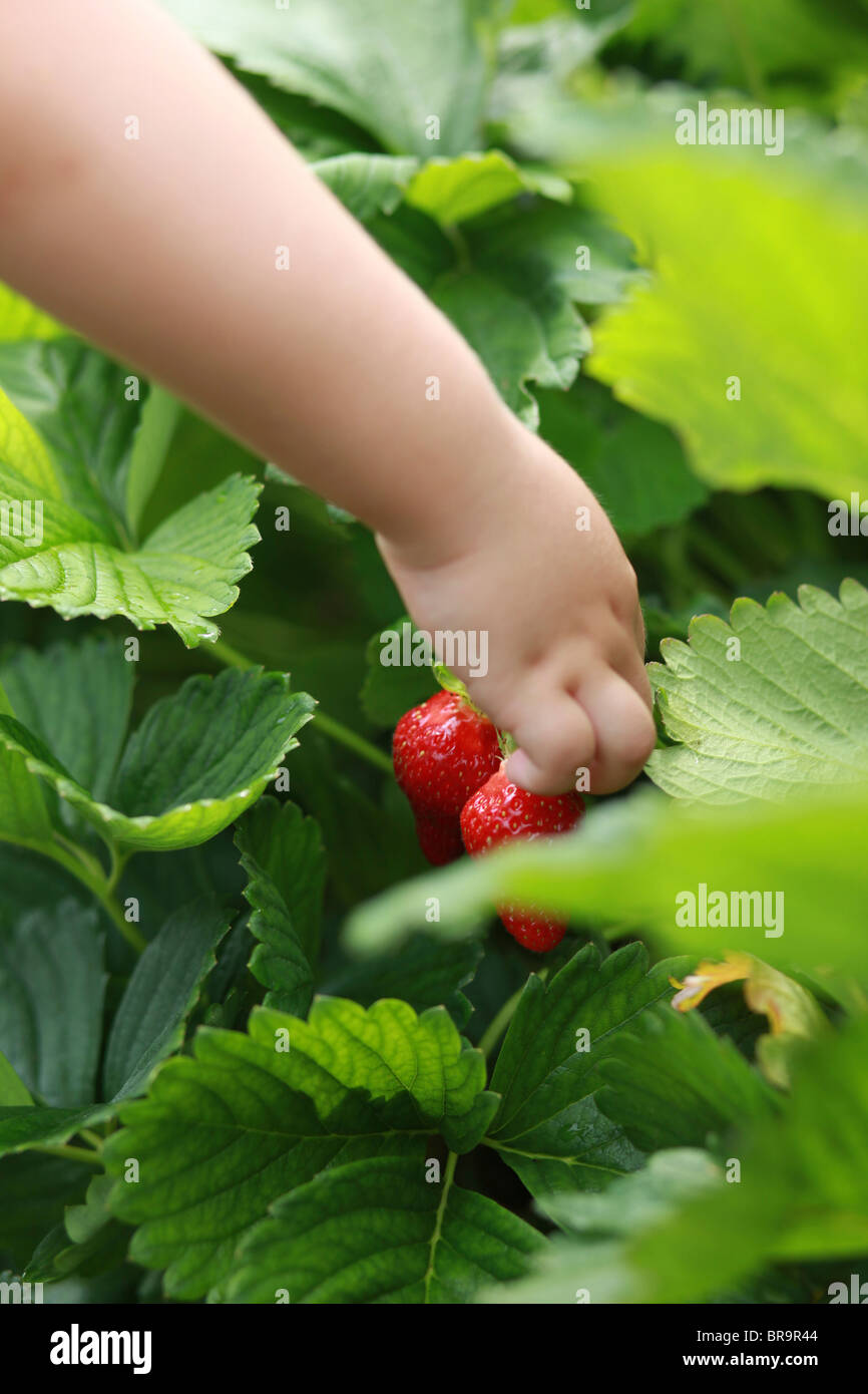 Strawberry Stem High Resolution Stock Photography and Images - Alamy