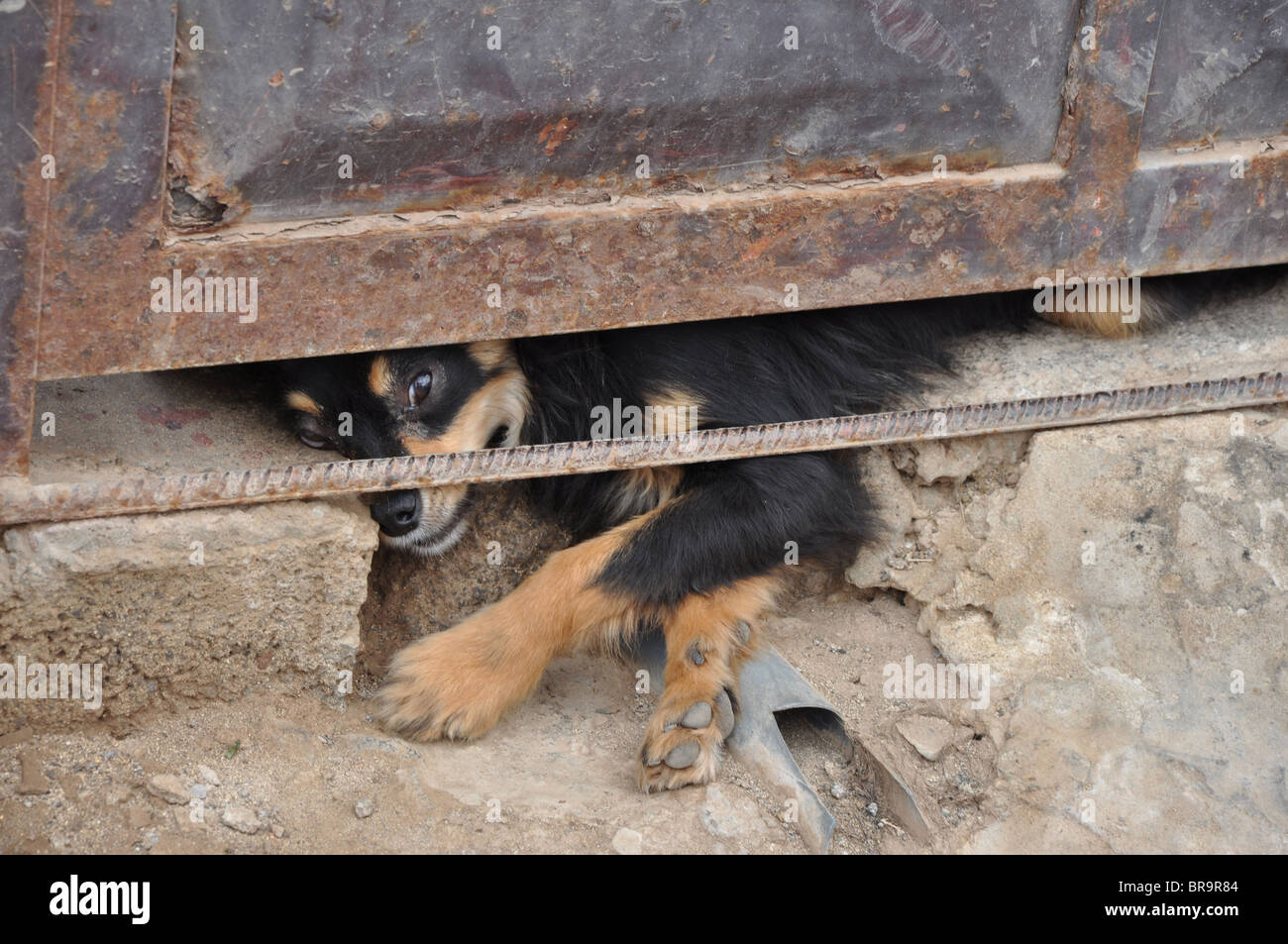 Dog lying down trapped Stock Photo - Alamy