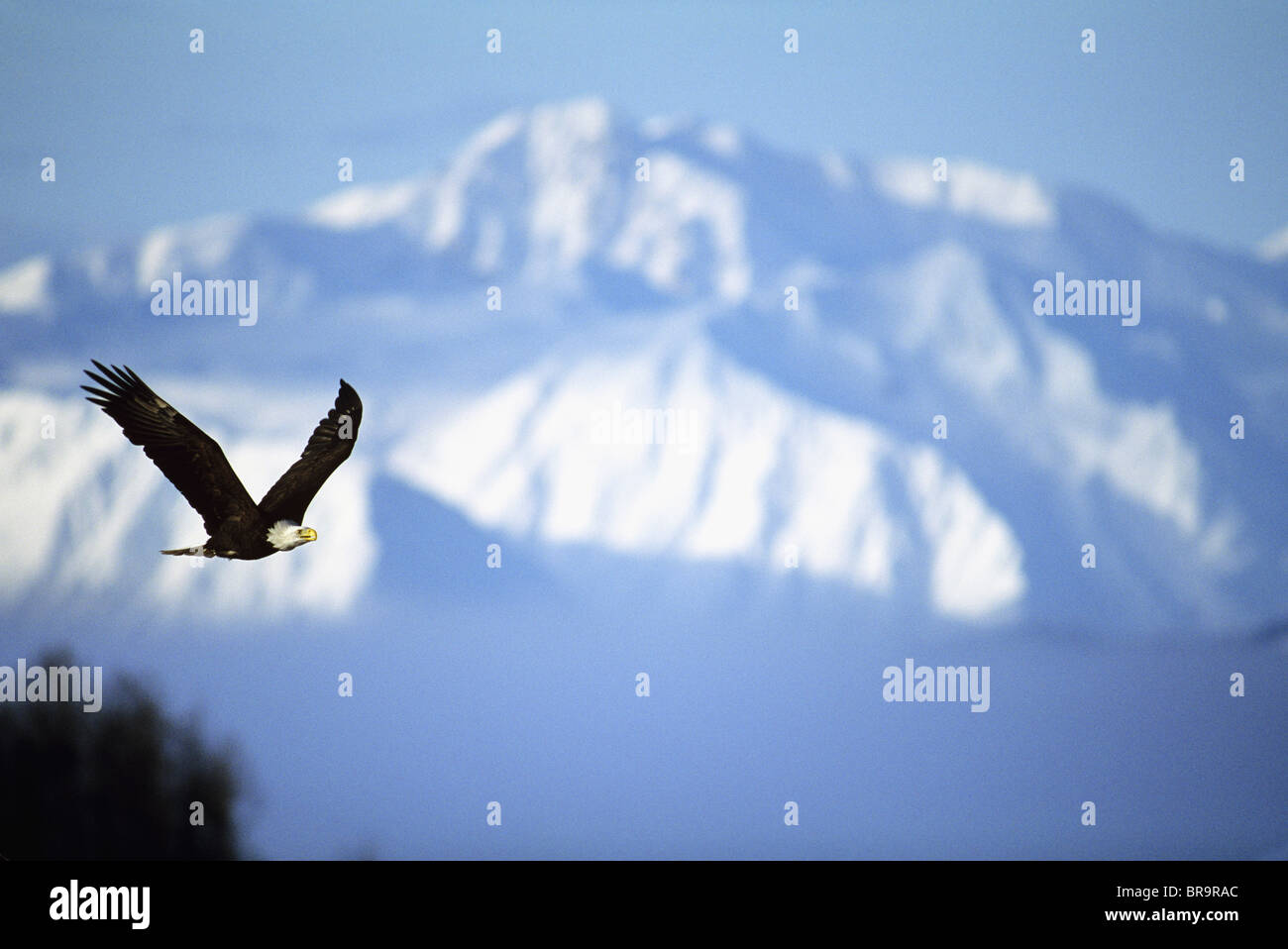 AMERICAN BALD EAGLE IN FLIGHT Stock Photo - Alamy