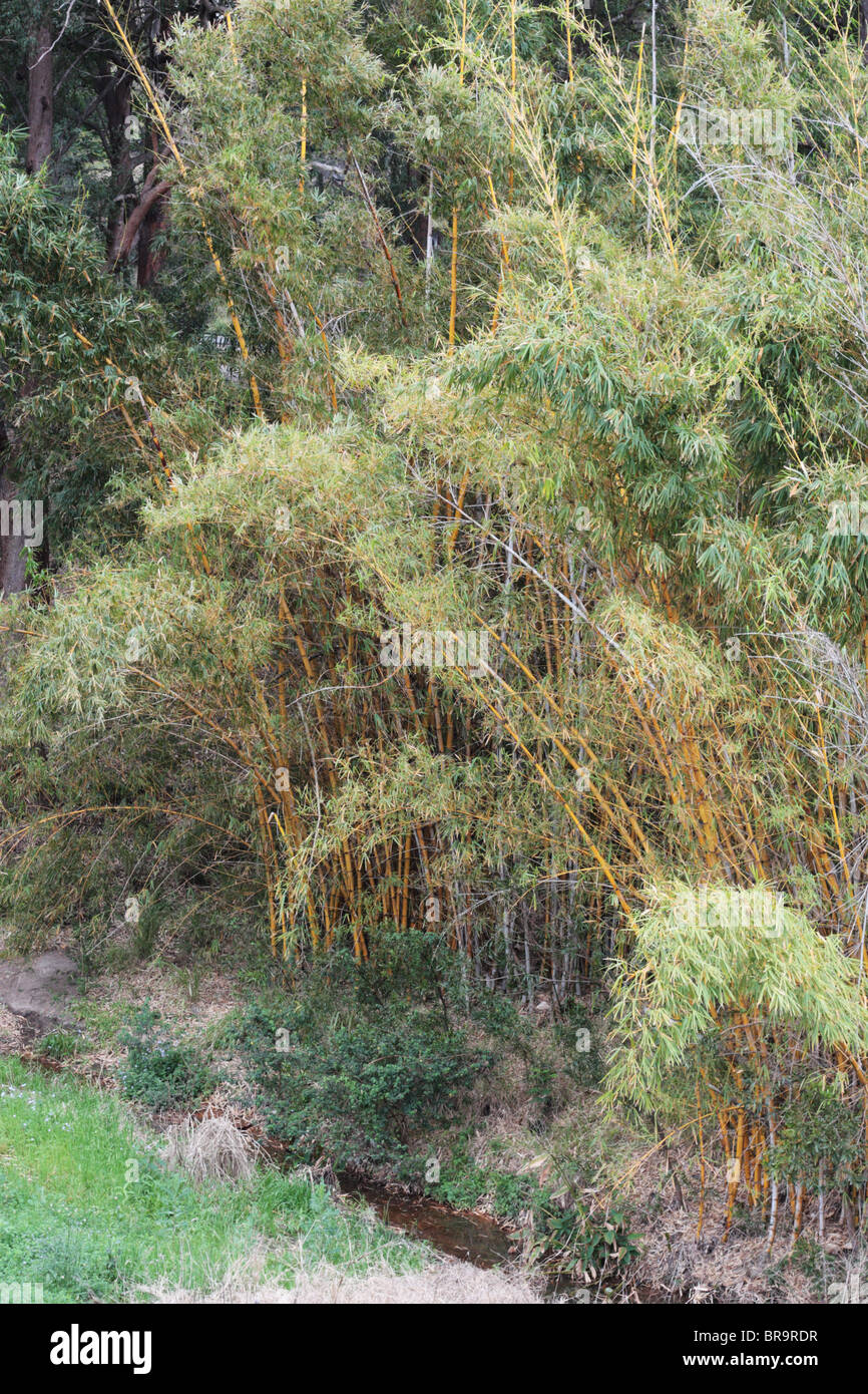 Bamboo Bush High Resolution Stock Photography and Images - Alamy