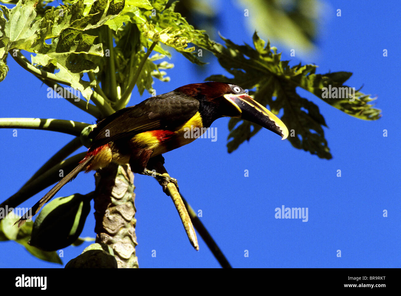 ARACARI TOUCAN BRAZIL Stock Photo - Alamy