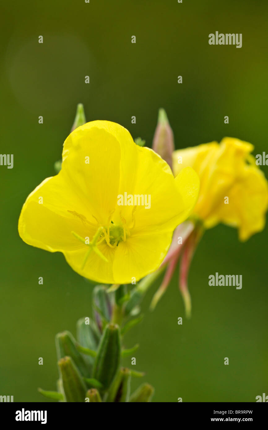 Evening Primrose (Oenothera) flower in early autumn Stock Photo - Alamy