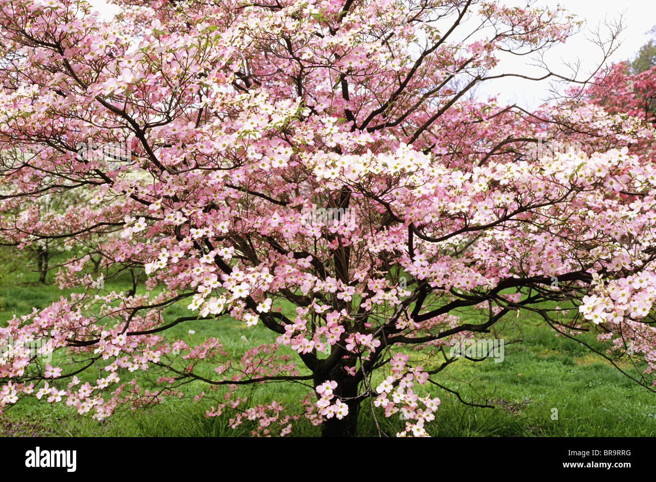 DOGWOOD TREE IN BLOOM WASHINGTON, DC Stock Photo - Alamy