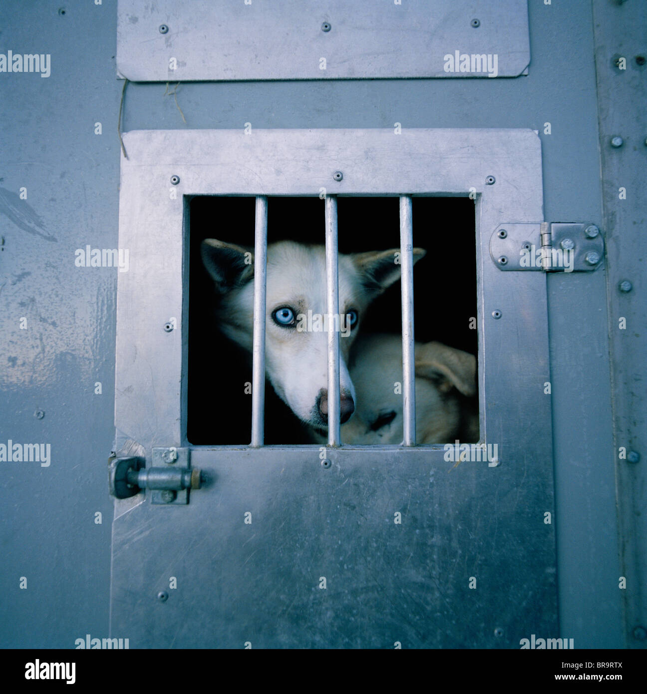 Sled dogs peer out the barred window of a dog trailer Kiruna Sweden ...