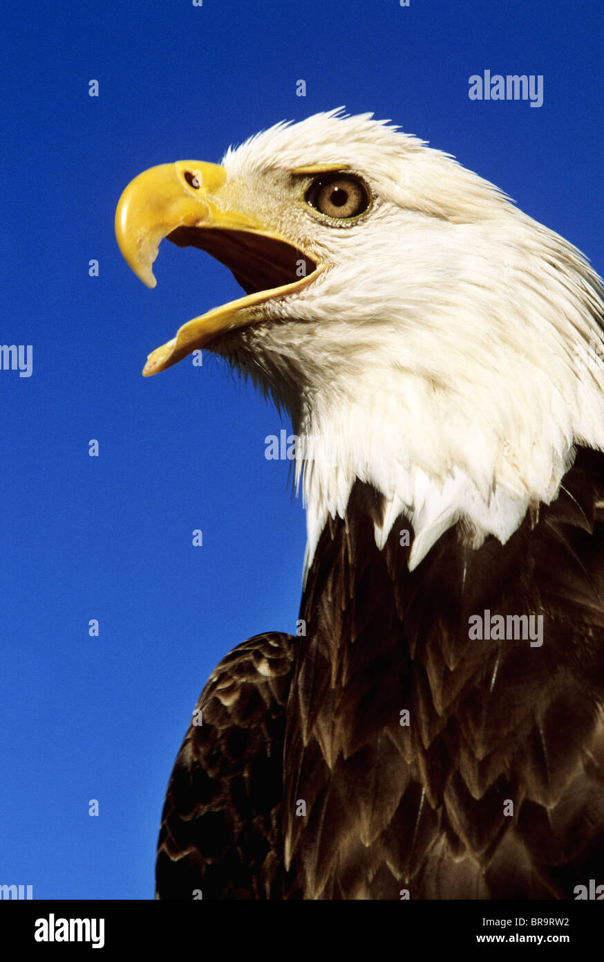 BALD EAGLE PORTRAIT WITH OPEN BEAK Stock Photo - Alamy