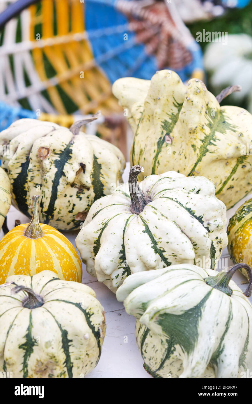 Pumpkins collection hi-res stock photography and images - Alamy