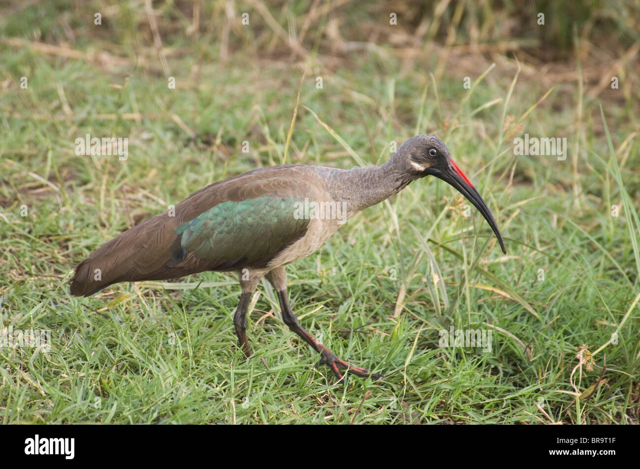 COLORFUL AFRICAN BIRD KENYA Stock Photo - Alamy