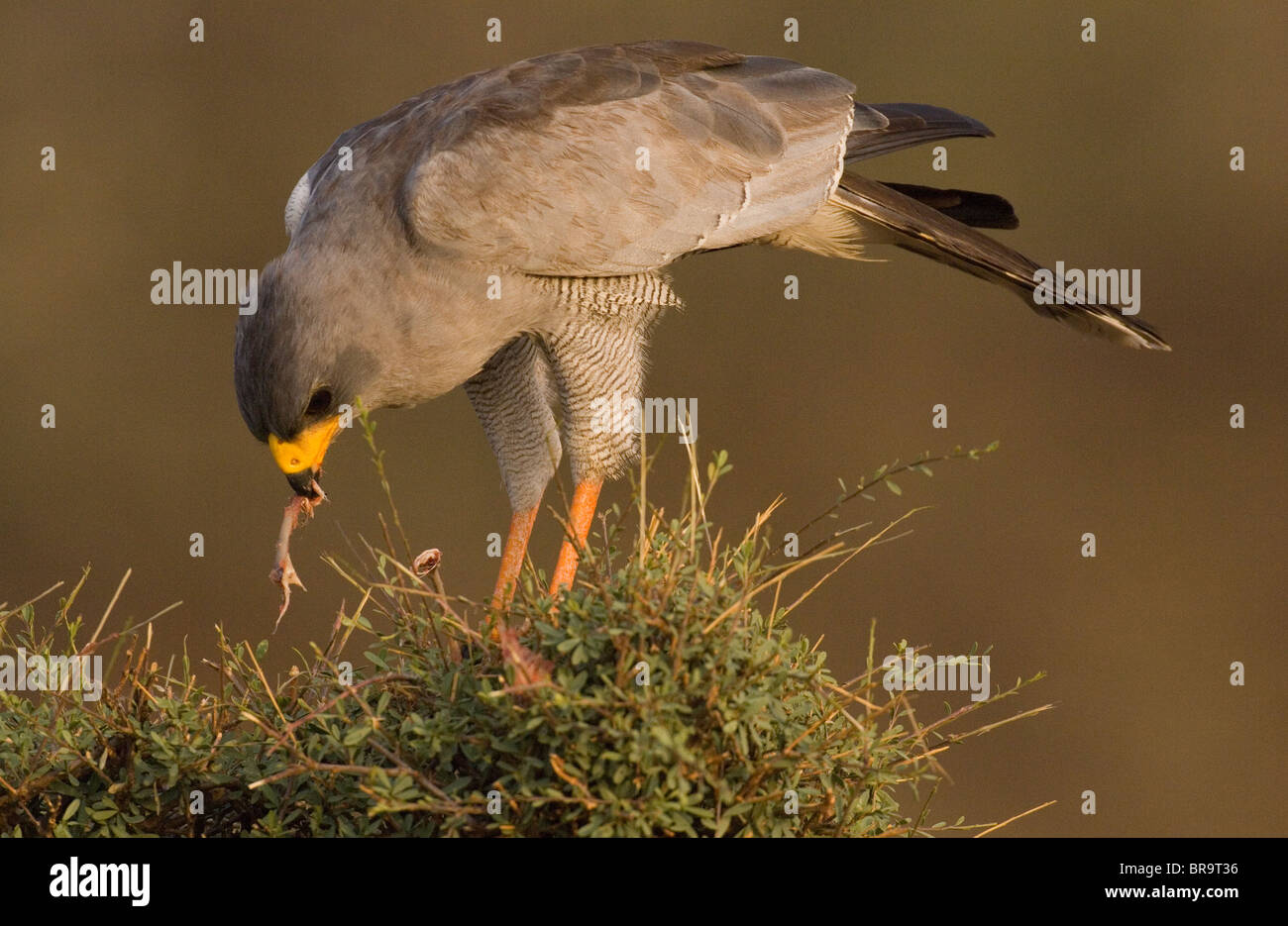 Chanting goshawk feeding hi-res stock photography and images - Alamy