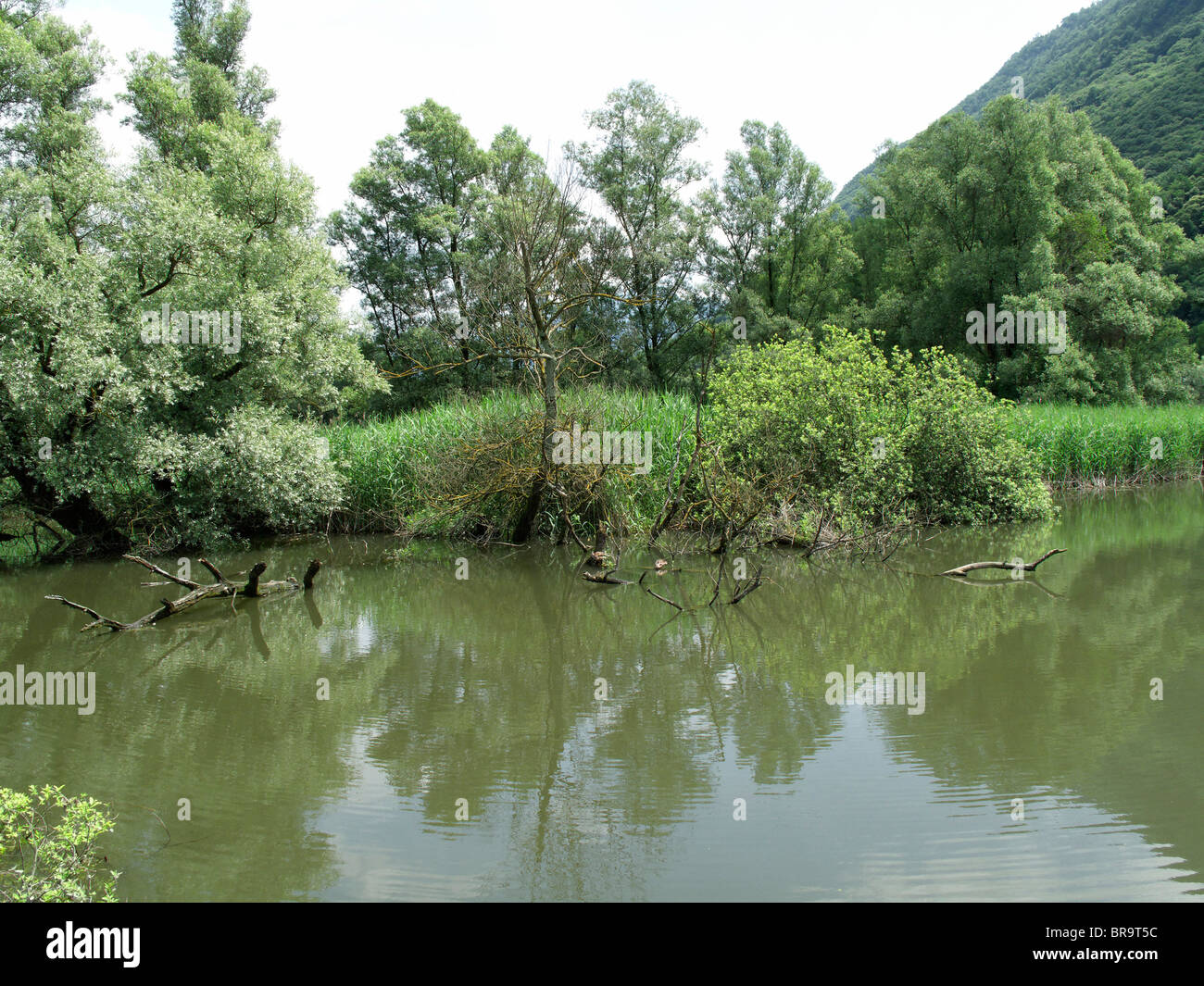natural reserve area of magadino ponds on magadino plain - canton of ...