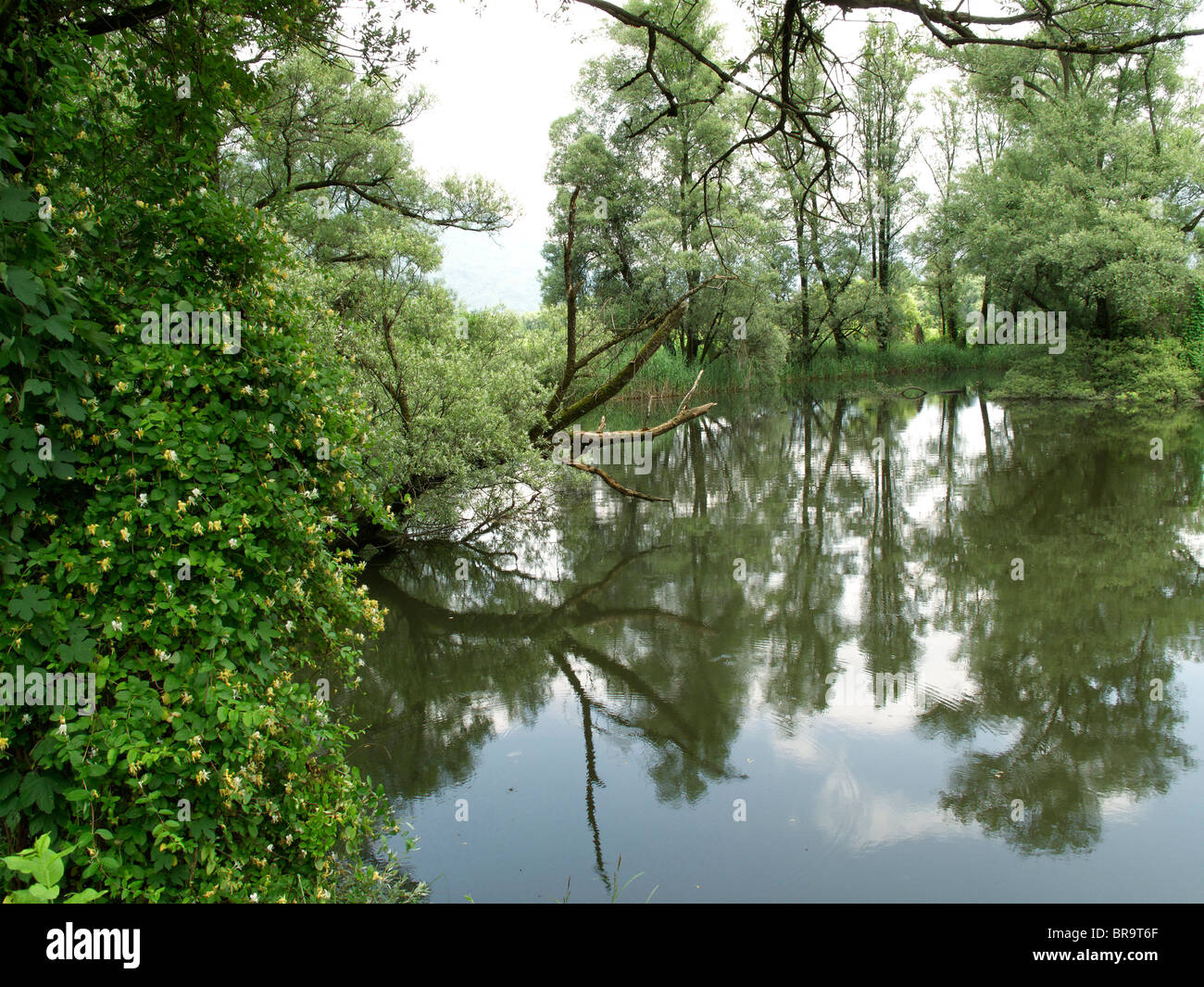 natural reserve area of magadino ponds on magadino plain - canton of ...