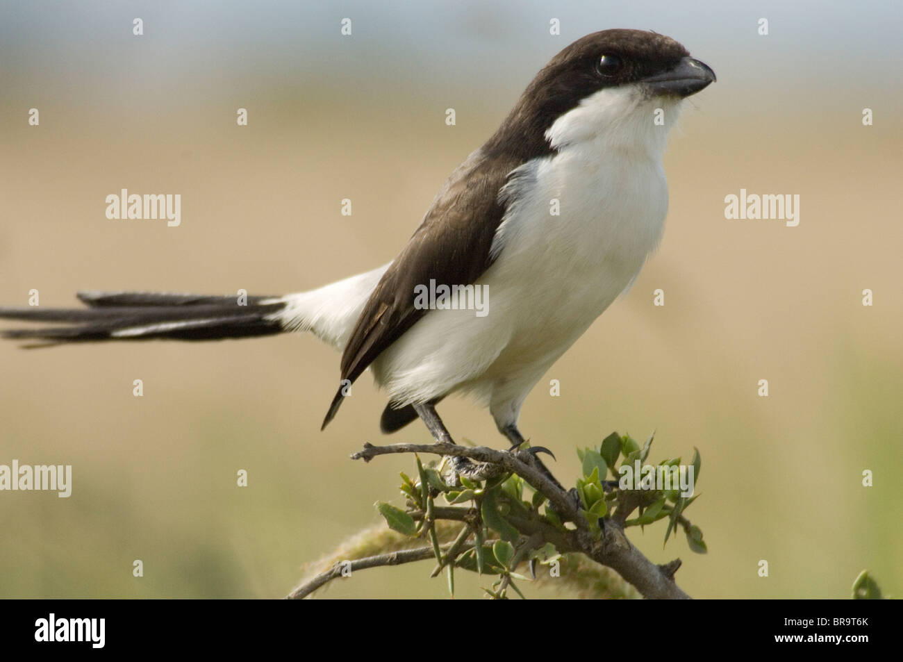 LONG TAILED FISCAL SHRIKE AMBOSELI NATIONAL PARK KENYA AFRICA Stock ...