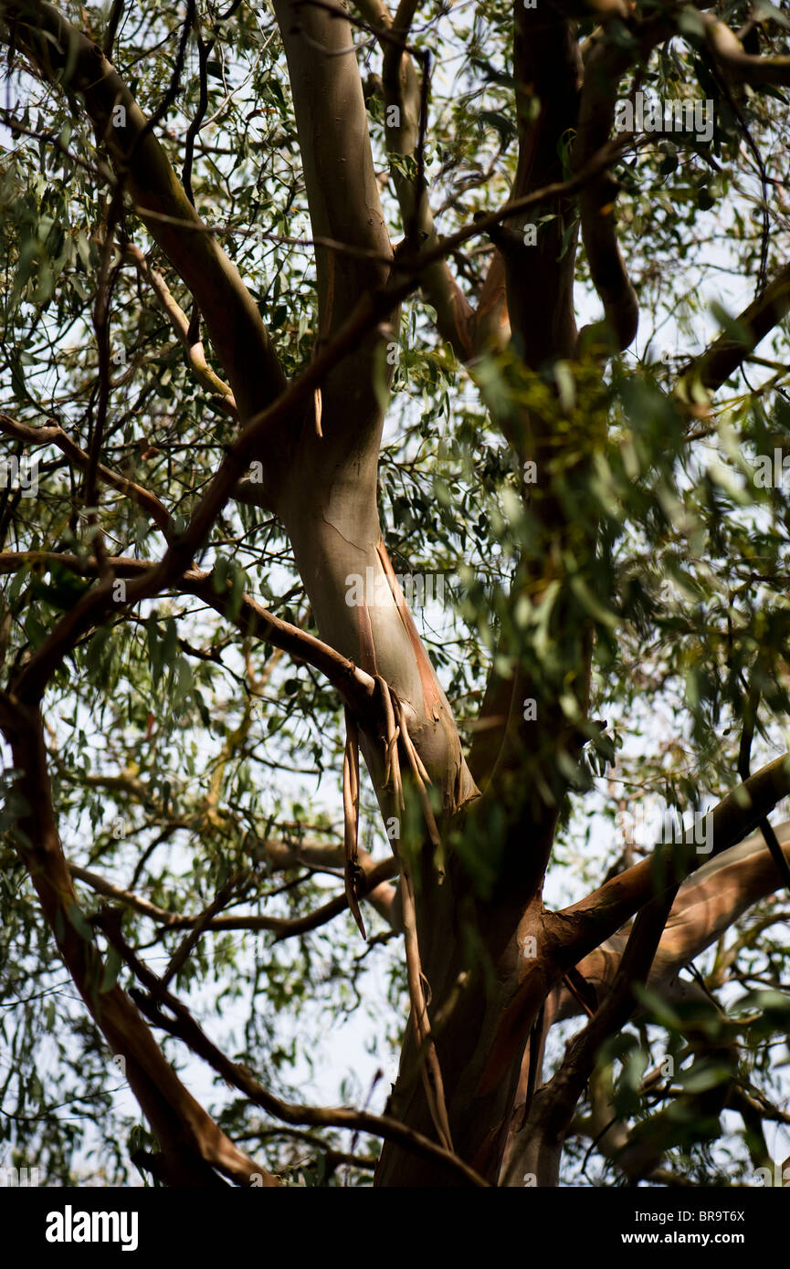 Eucalyptus Perriniana, Spinning Gum Tree Stock Photo - Alamy