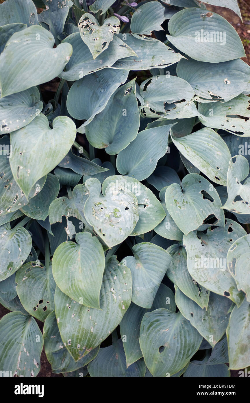 Hosta buckshaw blue hi-res stock photography and images - Alamy