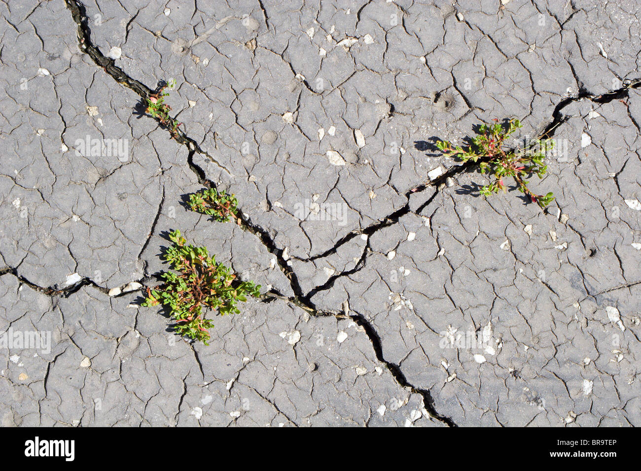 old path - background Stock Photo - Alamy
