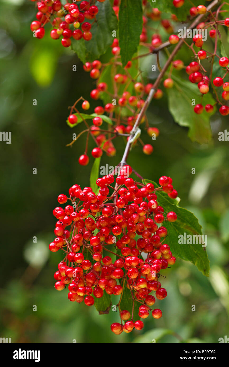 Clusters of berries hi-res stock photography and images - Alamy