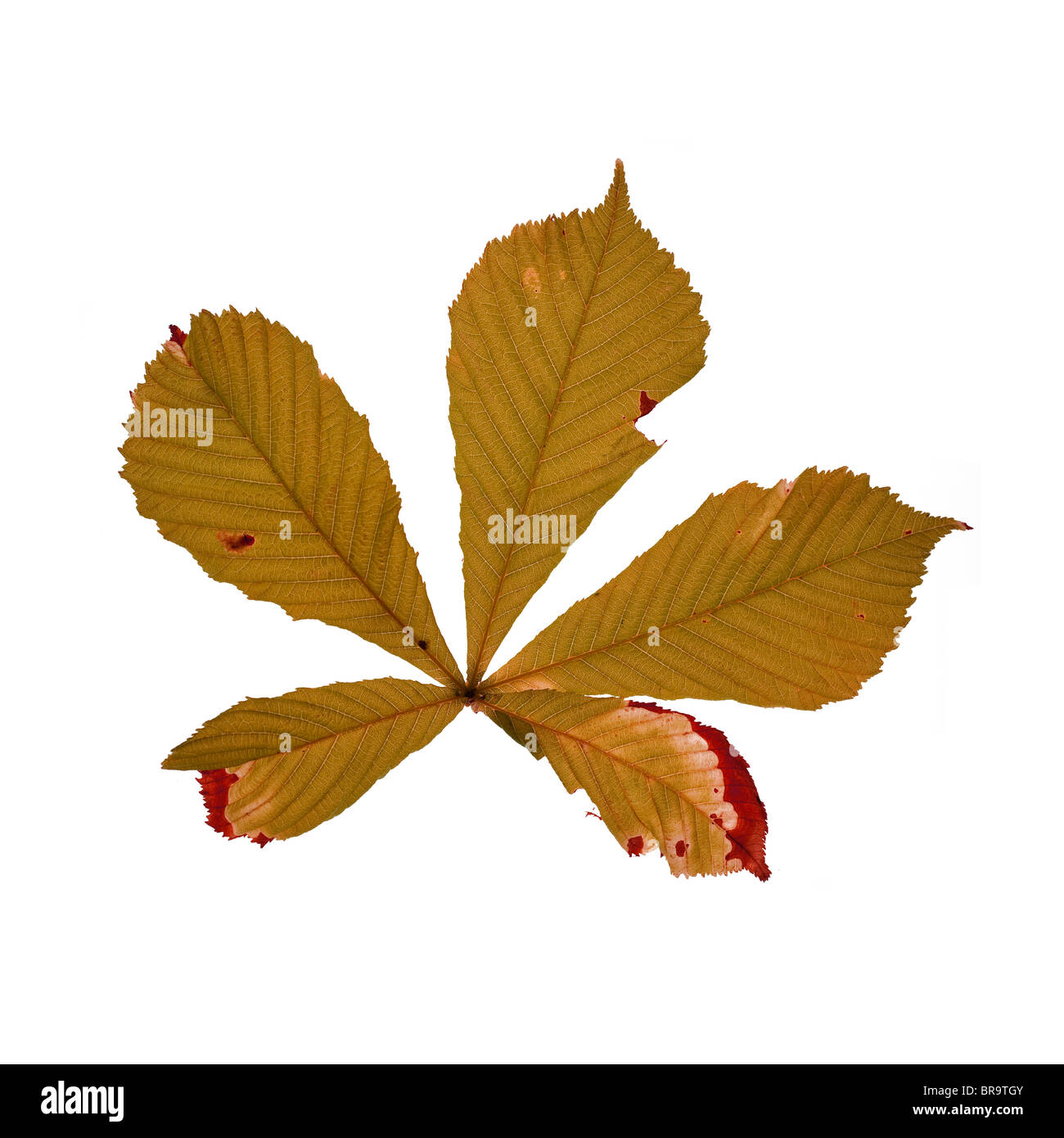 Autumn Chestnut leaf on white background Stock Photo - Alamy
