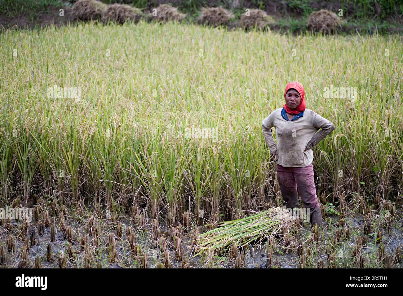 Woman harvesting rice Java Indonesia Stock Photo - Alamy