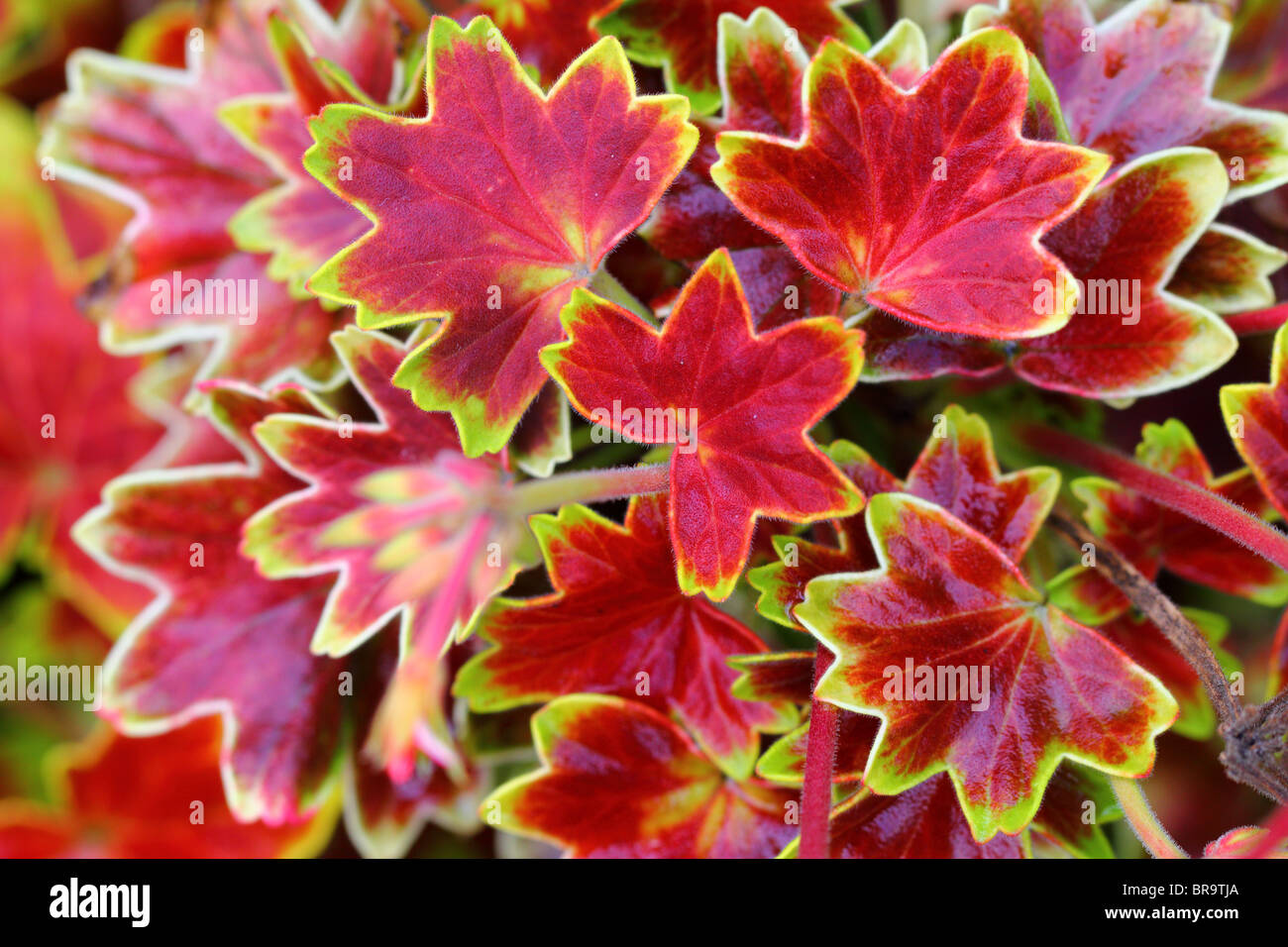 Red pelargonium leaves close up Stock Photo - Alamy