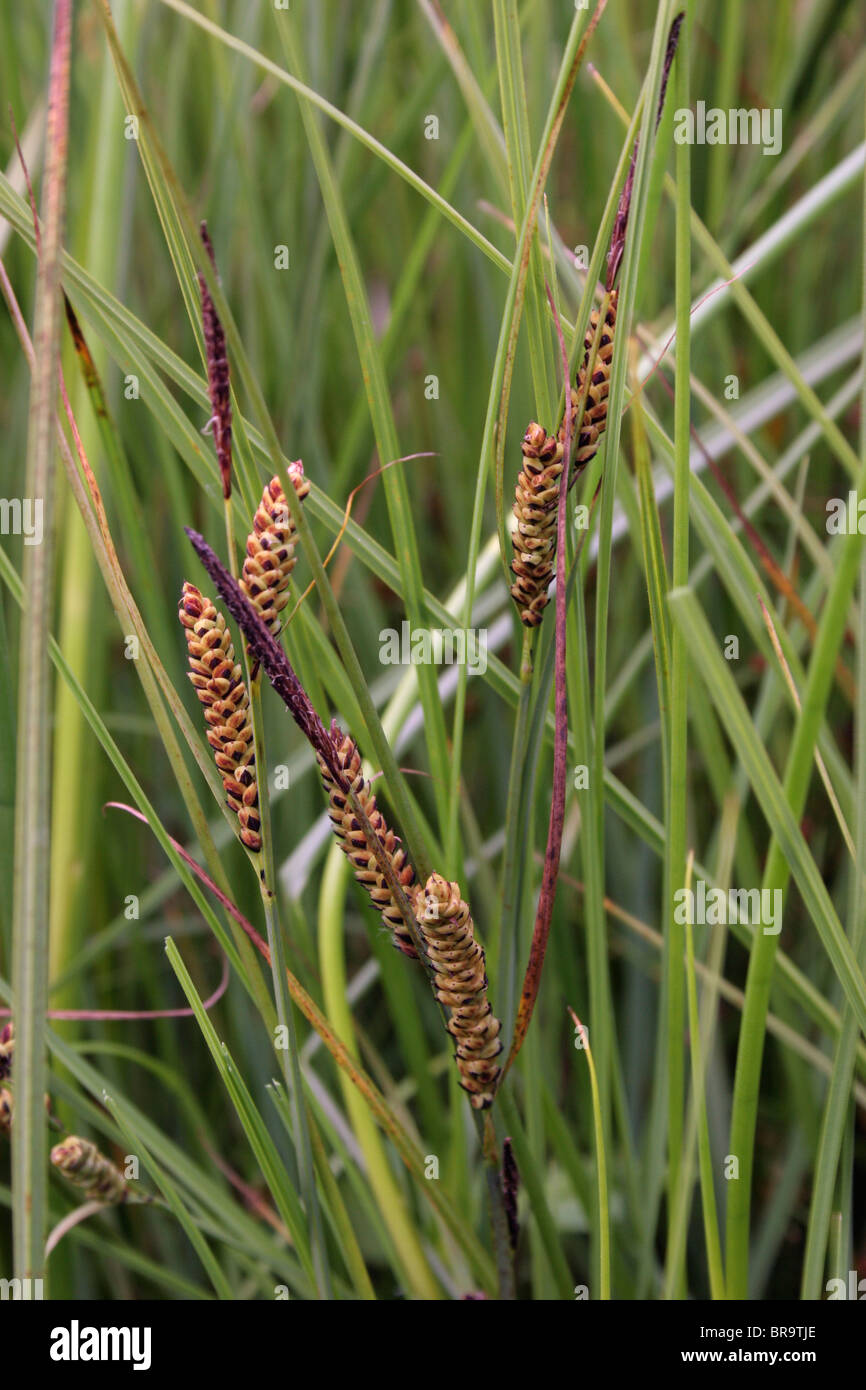 Common sedges hi-res stock photography and images - Alamy