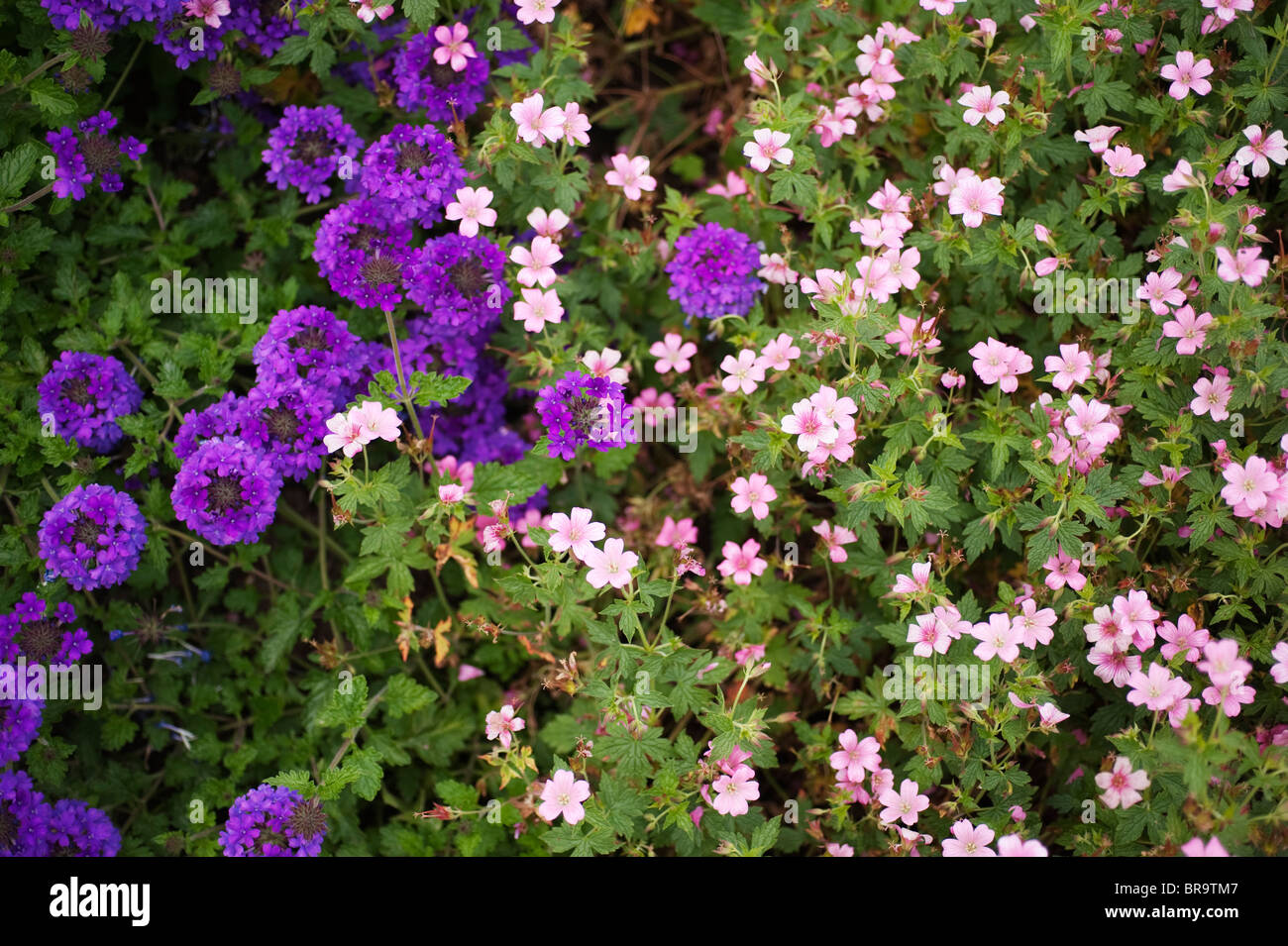 Geranium x oxonianum ‘Wargrave Pink’ Stock Photo - Alamy