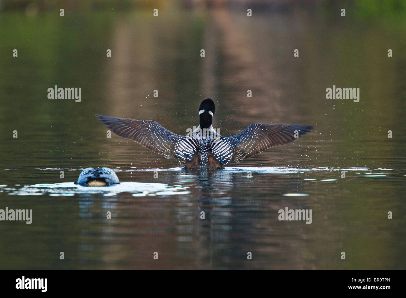 Common loon stretching wings hi-res stock photography and images - Alamy