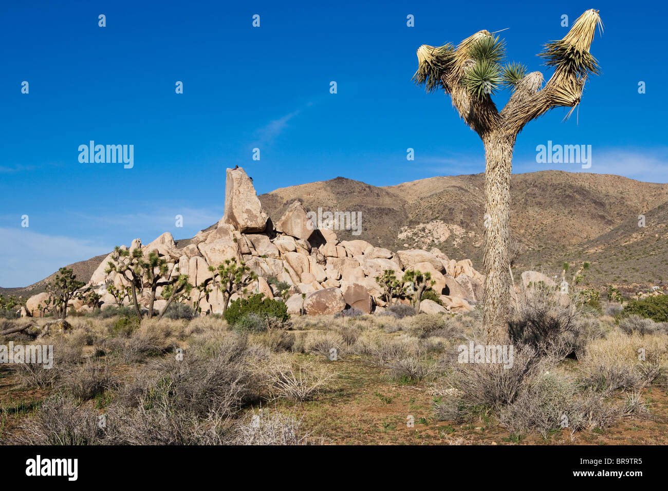 Stones joshua tree national park hi-res stock photography and images ...
