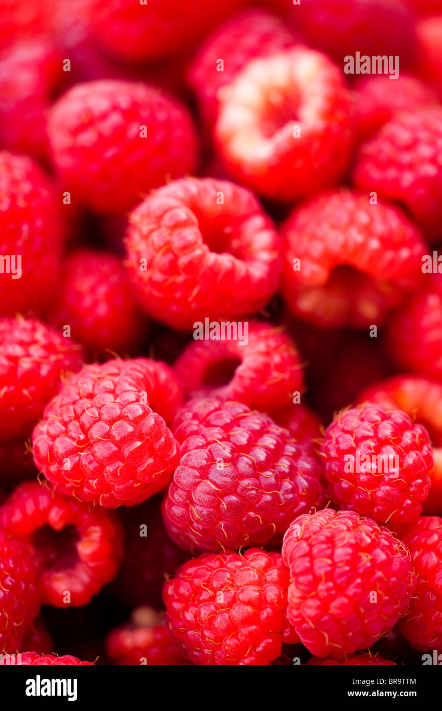 Raspberries, Rubus idaeus Stock Photo - Alamy