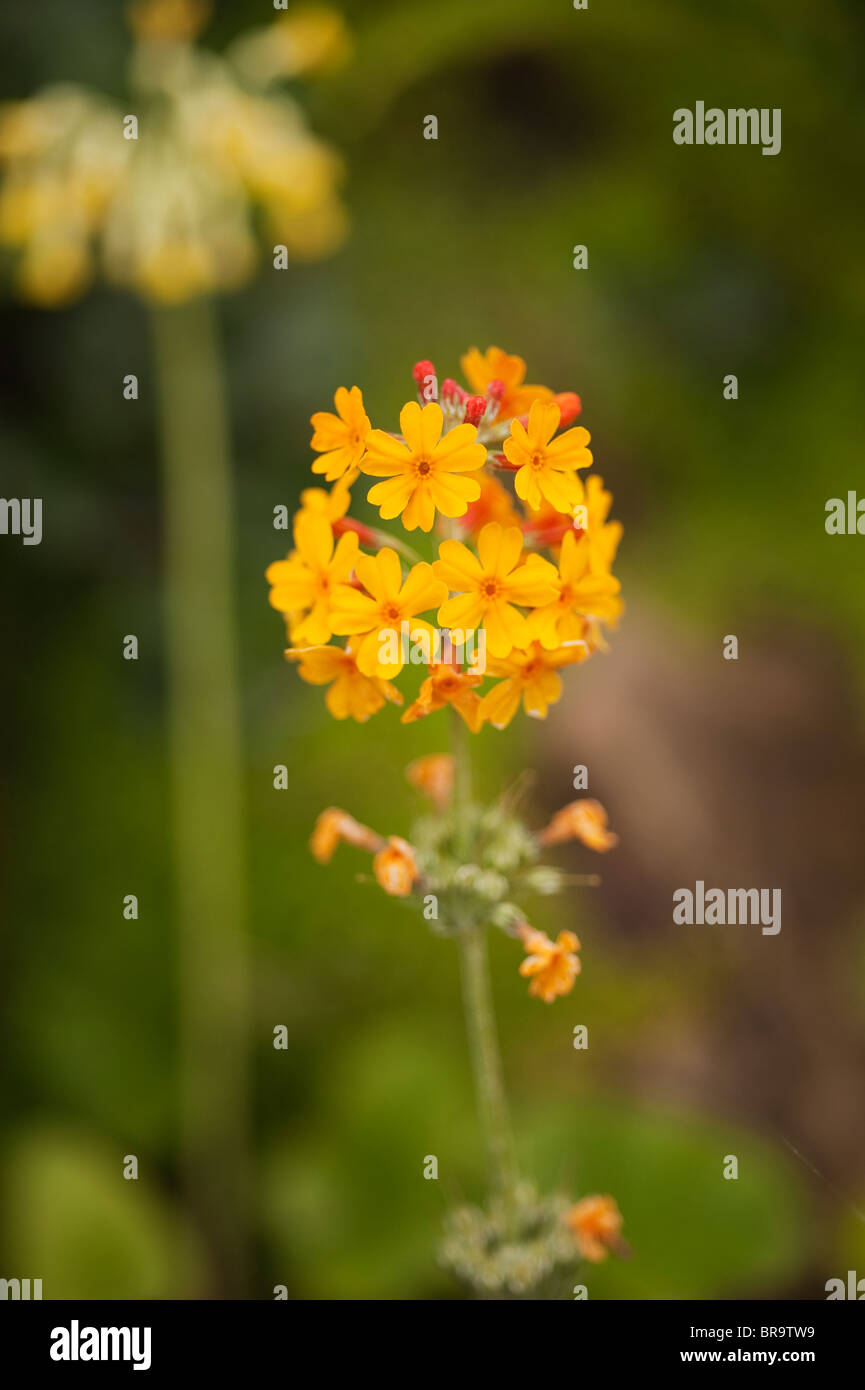Hybrid primula hi-res stock photography and images - Alamy